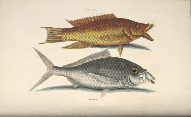 For the Abundance of Shad, the War Was Won – éclaircissements